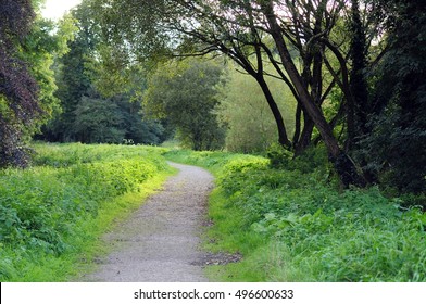 19,653 Irish forests Images, Stock Photos & Vectors | Shutterstock