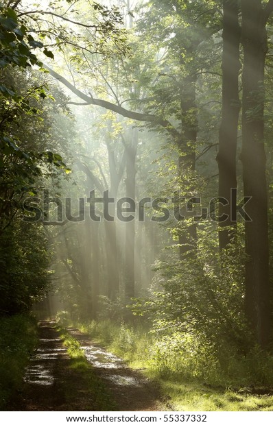 Path Dark Forest Sun Rays Passing Stock Photo (Edit Now) 55337332