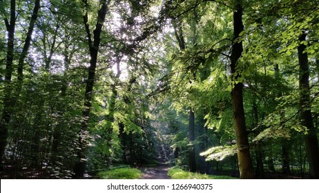 22,787 Forrest path Images, Stock Photos & Vectors | Shutterstock