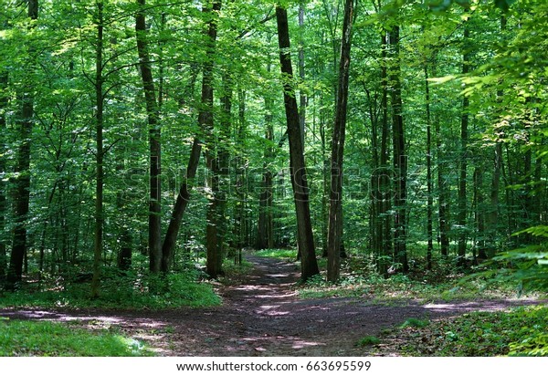 Path Into Woods Stock Photo (Edit Now) 663695599