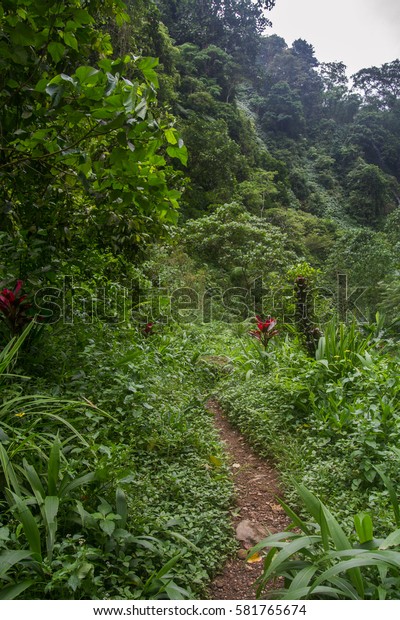Path Jungle Stock Photo 581765674 | Shutterstock