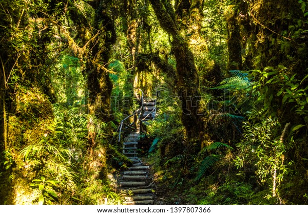 Path Leading Through Enchanted Forest Stock Photo 1397807366 | Shutterstock
