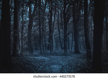 28,724 Forest path night Images, Stock Photos & Vectors | Shutterstock