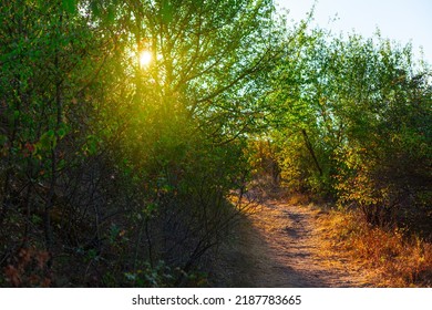 2,878 Ray sunlight between trees Images, Stock Photos & Vectors ...