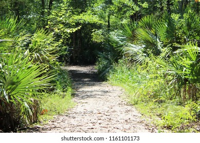 Sandy Pathway Into Jungle Tulum Mexico Stock Photo 1516745600 ...