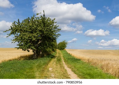 Path Through Corn Field Stock Photo 790853956 | Shutterstock
