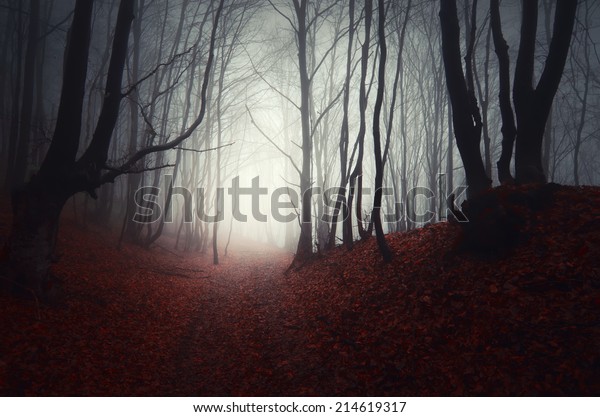 Path Through Dark Forest Stock Photo 214619317 | Shutterstock