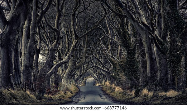 Path Through Dark Hedges Stock Photo (Edit Now) 668777146