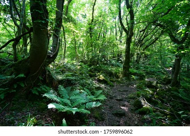 Dark Forest Stock Photo 713007217 | Shutterstock