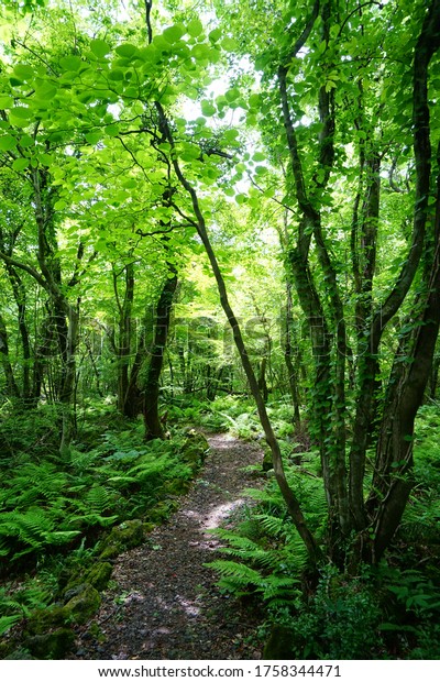 Path Through Deep Forest Stock Photo 1758344471 | Shutterstock