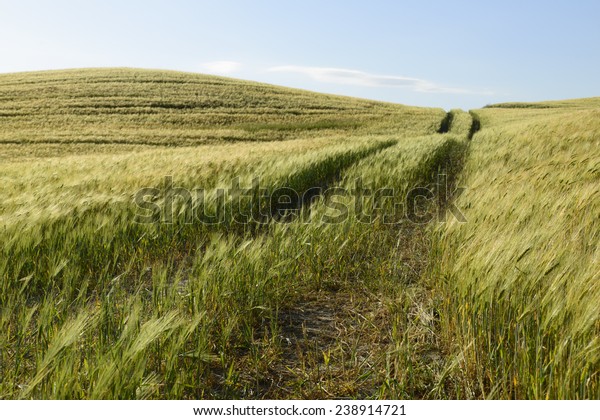 Path Through Fields Field Dirt Lane Stock Photo 238914721 | Shutterstock