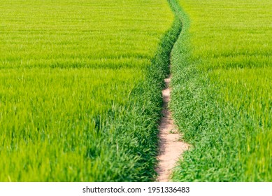 325 A well trodden path Images, Stock Photos & Vectors | Shutterstock
