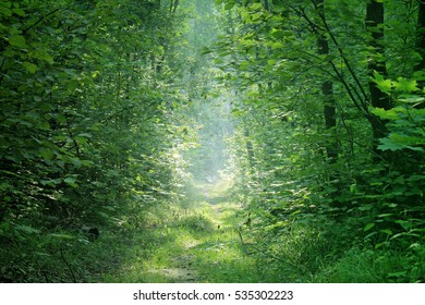 36,072 Mud forest background Images, Stock Photos & Vectors | Shutterstock