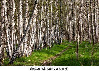 3,312 Narrow tree trunks Images, Stock Photos & Vectors | Shutterstock