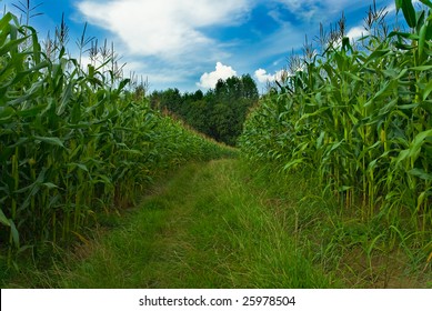 2,701 Corn field maze Images, Stock Photos & Vectors | Shutterstock