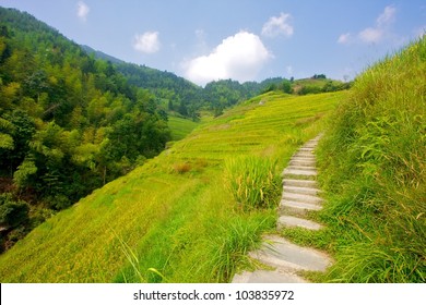 1,014 Path through rice field Images, Stock Photos & Vectors | Shutterstock