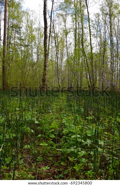 Path Through Paludal Forest Stock Photo 692345800 | Shutterstock