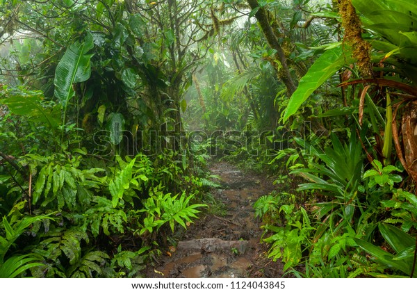 Path Through Rainforest Wilderness Plants Flowers Stock Photo (Edit Now ...