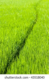 1,014 Path through rice field Images, Stock Photos & Vectors | Shutterstock