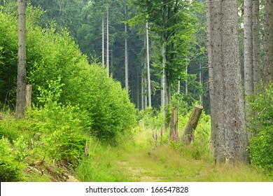 Path Through Spruce Tree Forest Wildflowers Stock Photo 166547828 ...