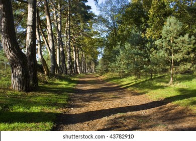 Path Through Tall Trees Stock Photo 43782910 | Shutterstock