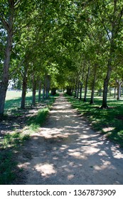 Path Through Trees Park Stock Photo 1367873909 | Shutterstock