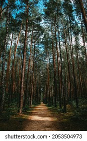 Path Trail Through Pine Tree Young Stock Photo 2053504973 | Shutterstock