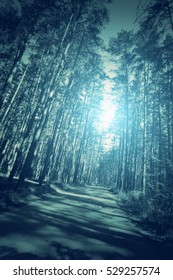 Path Woods Night Stock Photo 529257574 | Shutterstock
