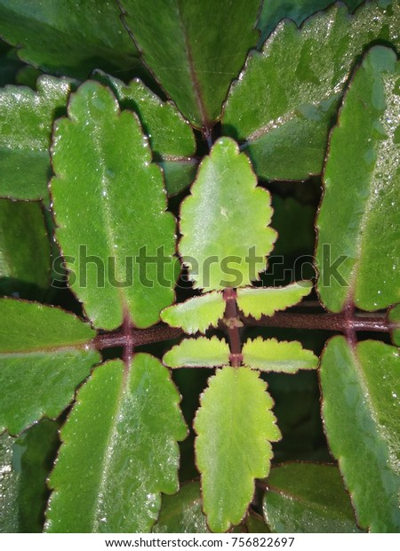 Pathar Chatta Plants Leafs Stock Photo 756822697 | Shutterstock