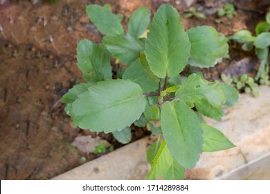 95 Pathorkuchi 图片、库存照片和矢量图 | Shutterstock