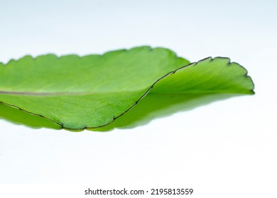 Patharkuchi Patharchatta Leaf White Background Kalanchoe Stock Photo ...