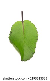 Patharkuchi Patharchatta Leaf White Background Kalanchoe Stock Photo ...
