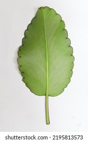 Patharkuchi Patharchatta Leaf White Background Kalanchoe Stock Photo ...