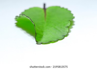 Patharkuchi Patharchatta Leaf White Background Kalanchoe Stock Photo ...