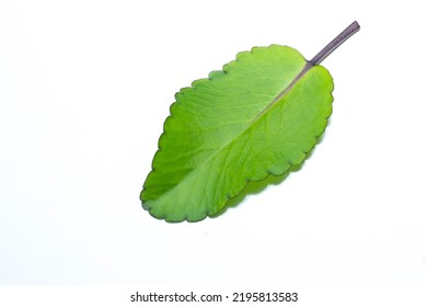 Patharkuchi Patharchatta Leaf White Background Kalanchoe Stock Photo ...