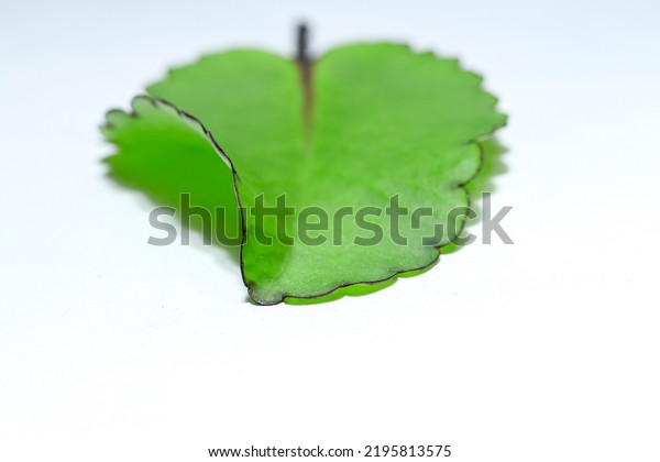 Patharkuchi Patharchatta Leaf White Background Kalanchoe Stock Photo ...