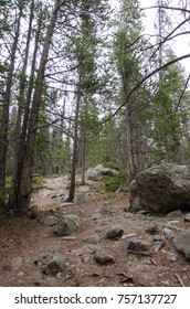 Pathway Among Trees Forest Stock Photo 757137727 | Shutterstock