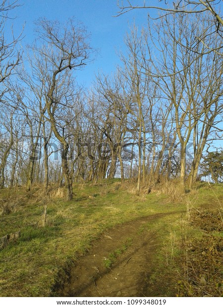 Pathway Early Spring Stock Photo 1099348019 | Shutterstock