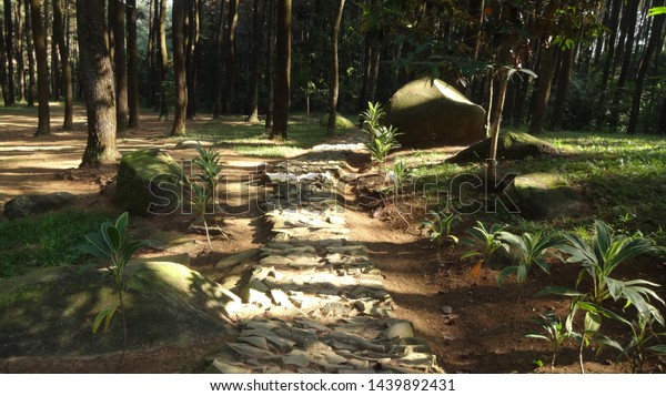 Pathway Explored Pine Forest Sentul West Stock Photo 1439892431 ...