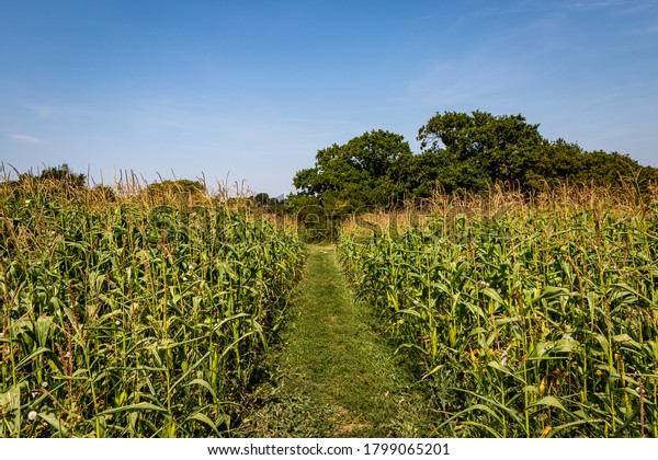 Pathway Through Corn Field Blue Sky Stock Photo 1799065201 | Shutterstock