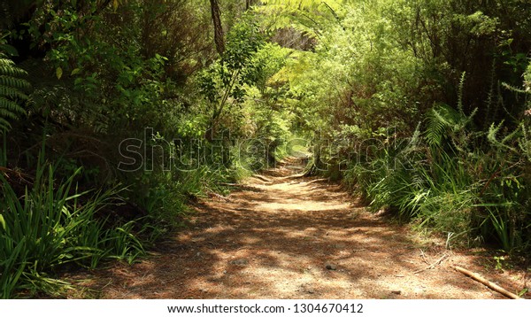 Pathway Through Native Plants Riverhead Forest Stock Photo (Edit Now ...