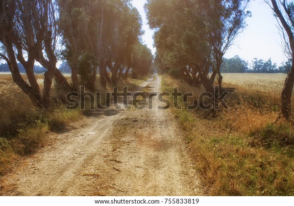 Pathway Through Trees Stock Photo 755833819 | Shutterstock