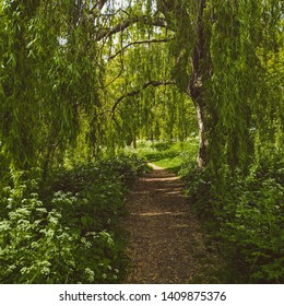 Pathway Through Weeping Trees Stock Photo 1409875376 | Shutterstock