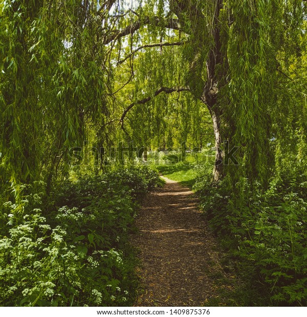 Pathway Through Weeping Trees Stock Photo 1409875376 | Shutterstock