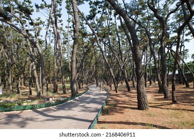 Pathway Walking Path Through Trees Stock Photo 2168406911 | Shutterstock