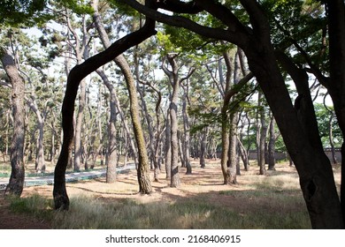 Pathway Walking Path Through Trees Stock Photo 2168406915 | Shutterstock
