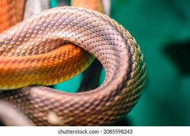 81 Amethystine python Images, Stock Photos & Vectors | Shutterstock