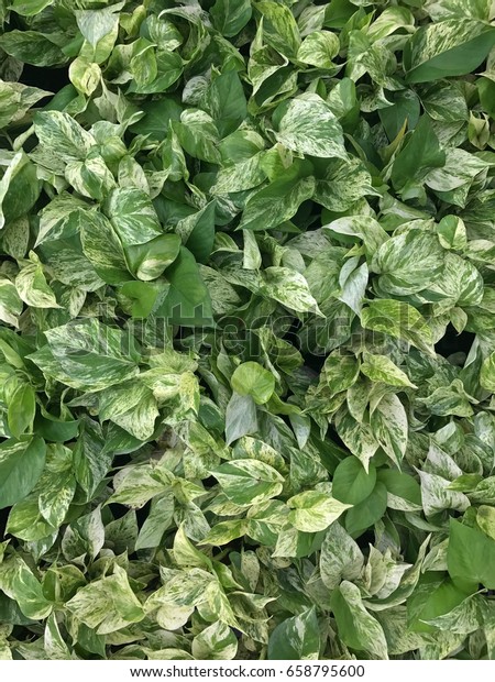 Pattern Background Golden Pothos Backdrop Texture Stock Photo 658795600 ...