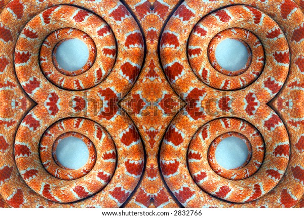 Pattern Coils Corn Snake Stock Photo 2832766 | Shutterstock