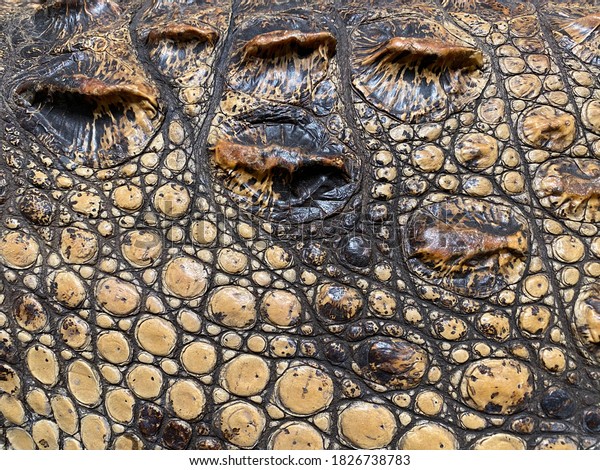 Pattern Crocodile Armor Skin Structure Stock Photo 1826738783 ...